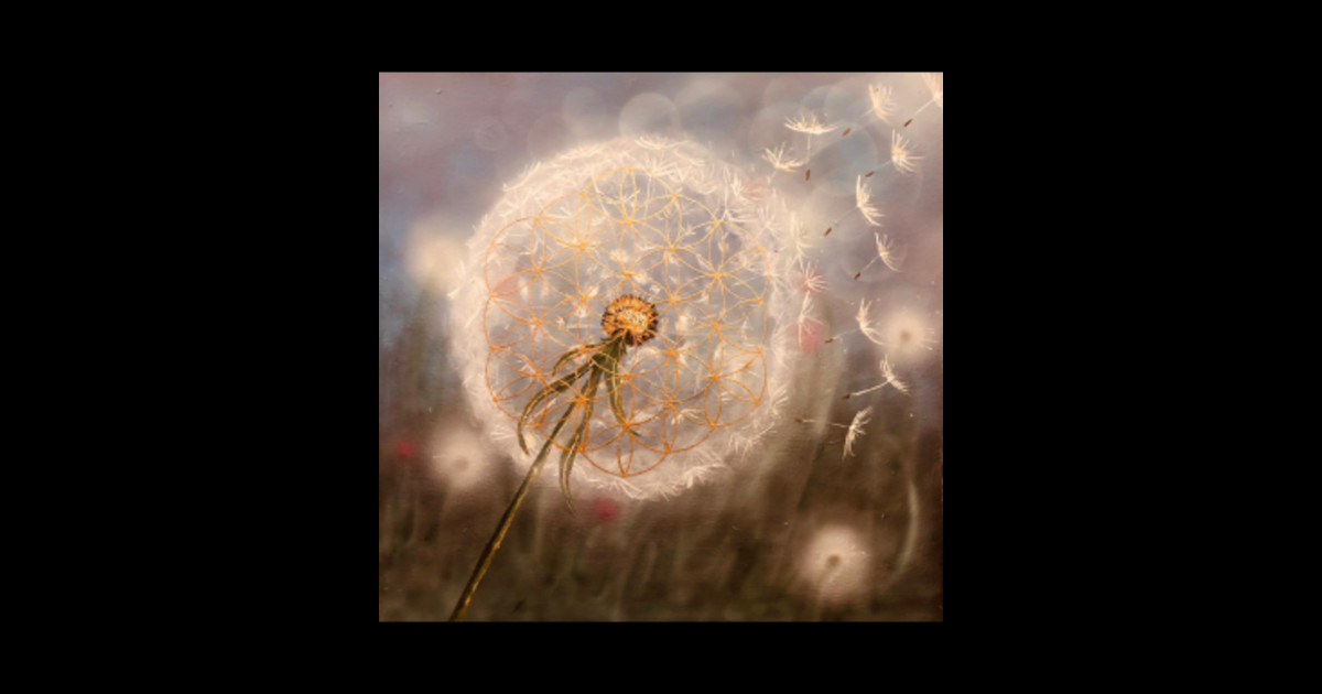 Sacred geometry - dandelion flower of life - Dandelion - Sticker ...
