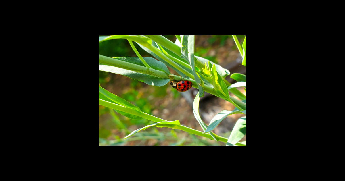 Hungry Hungry Ladybug - Nature - Sticker | TeePublic
