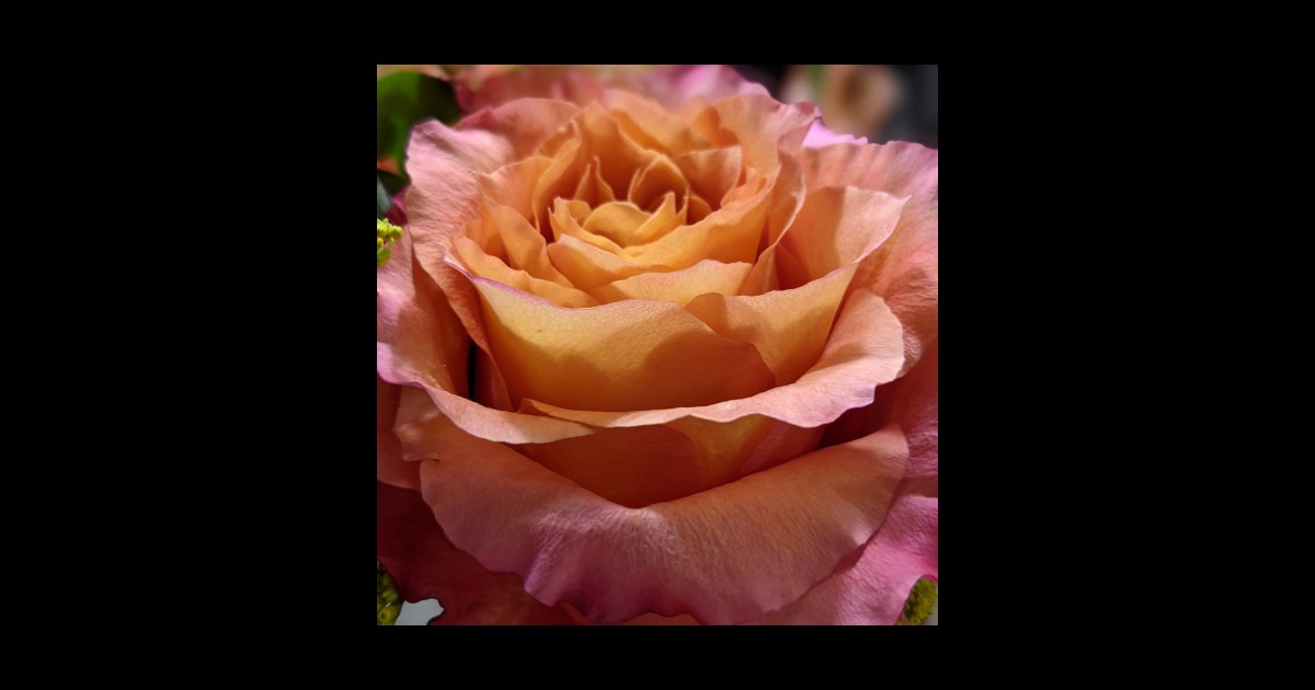 Layers of Rose Petals Photographic Image - Rose - Sticker | TeePublic