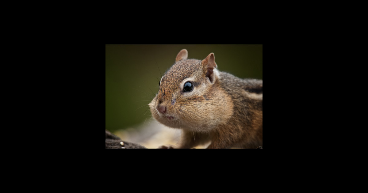 Chipmunk - Chipmunk - Sticker | TeePublic