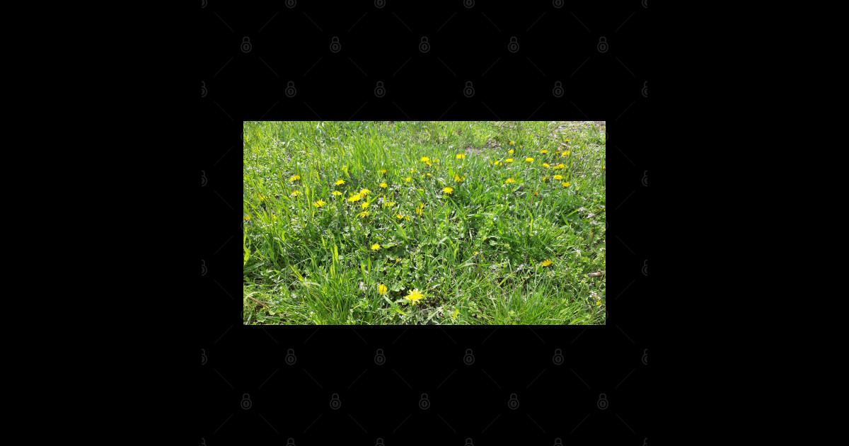 Spring grass, flowers, nature photo - Grass - Sticker | TeePublic