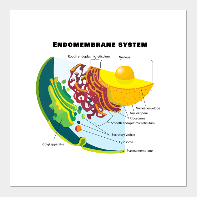 Endomembrane System on a Eukaryote Cell Chart - Biology - Posters and ...
