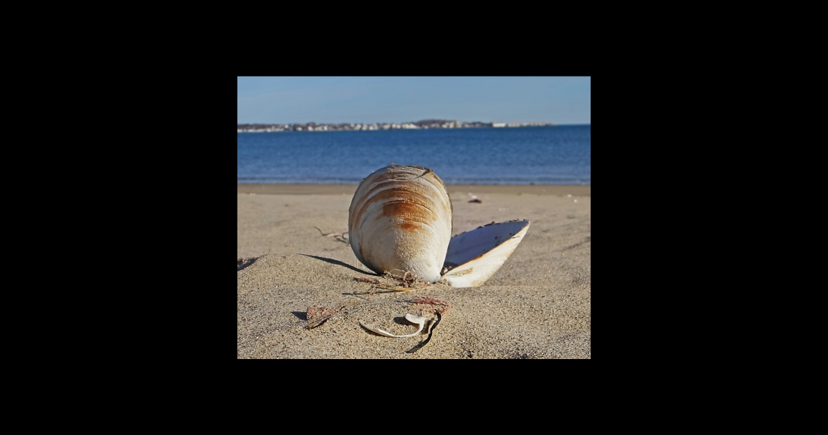 Revere Beach Clam Shell Back Revere MA - Revere - Sticker | TeePublic