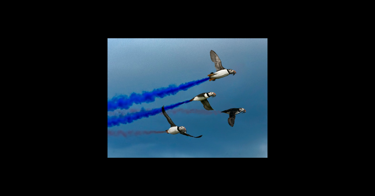 The Black and White Arrows - Puffins - Sticker | TeePublic