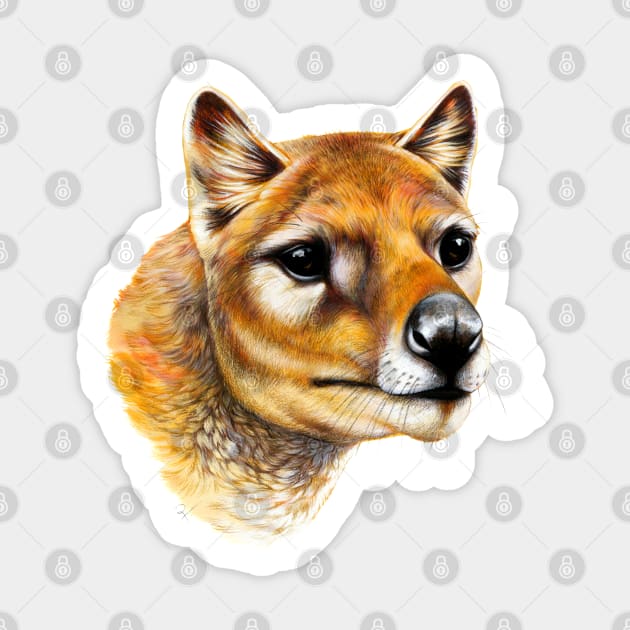 Tasmanian Tiger (Thylacine) Portrait - Thylacine - Sticker | TeePublic