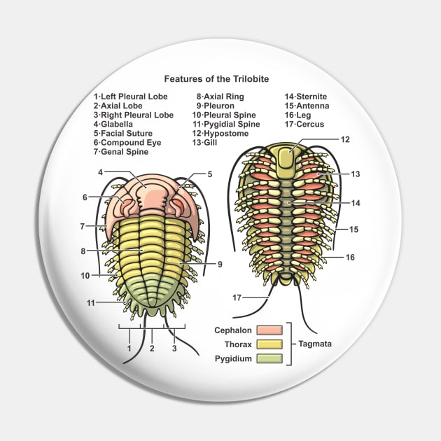 Trilobite Morphology Diagram - Trilobite - Pin | TeePublic