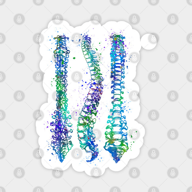 Human Spine Colorful Anatomy Artwork - Spine - Sticker | TeePublic