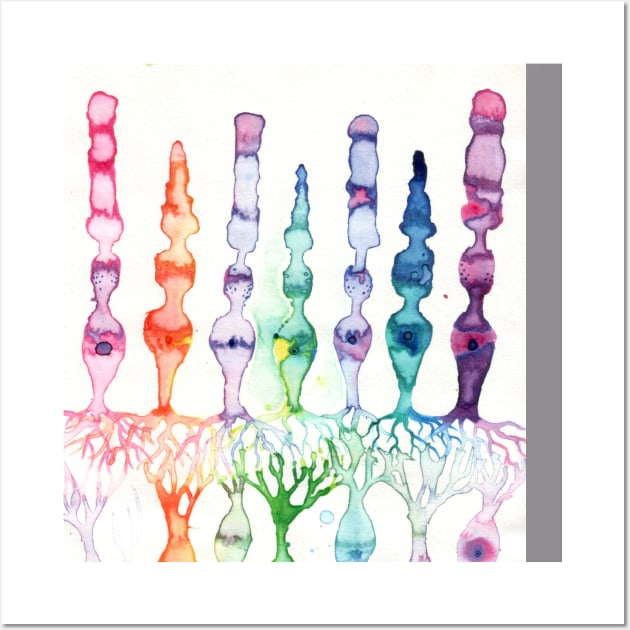 Cone cells rod cells and bipolar neurons in the retina - Retina ...