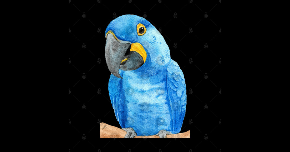 hyacinth macaw watercolor bird parrot painting - Hyacinth - Sticker ...