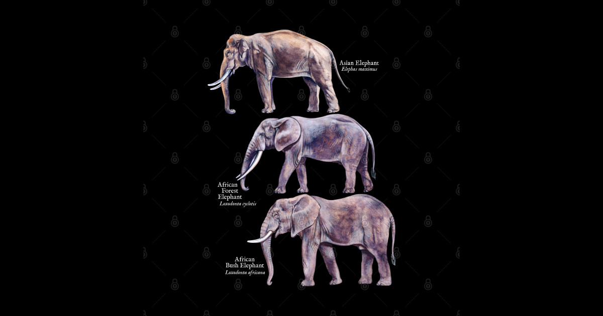 Elephant Species Identification Guide - Elephants - Sticker | TeePublic