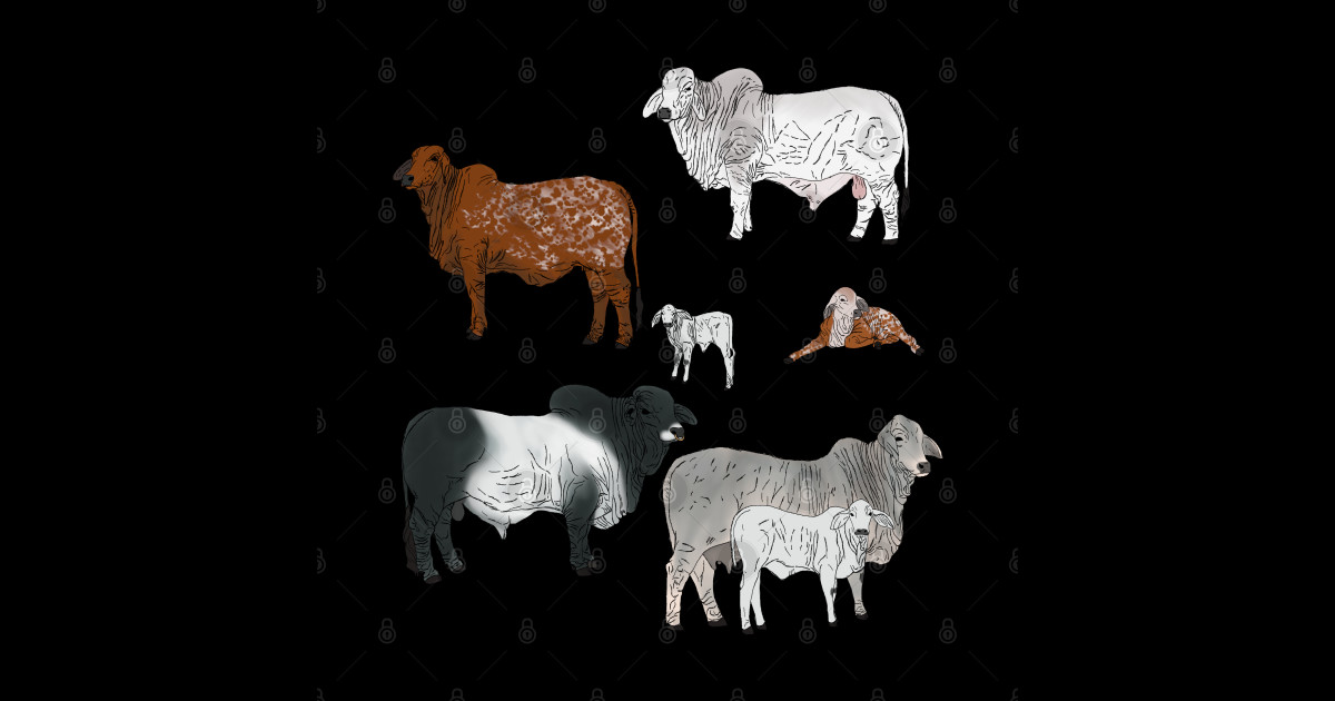 Brahman Cattle Transparent - Brahma - Sticker | TeePublic