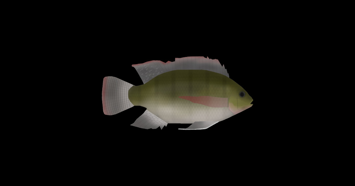 Longfin Tilapia - Longfin Tilapia - Sticker | TeePublic