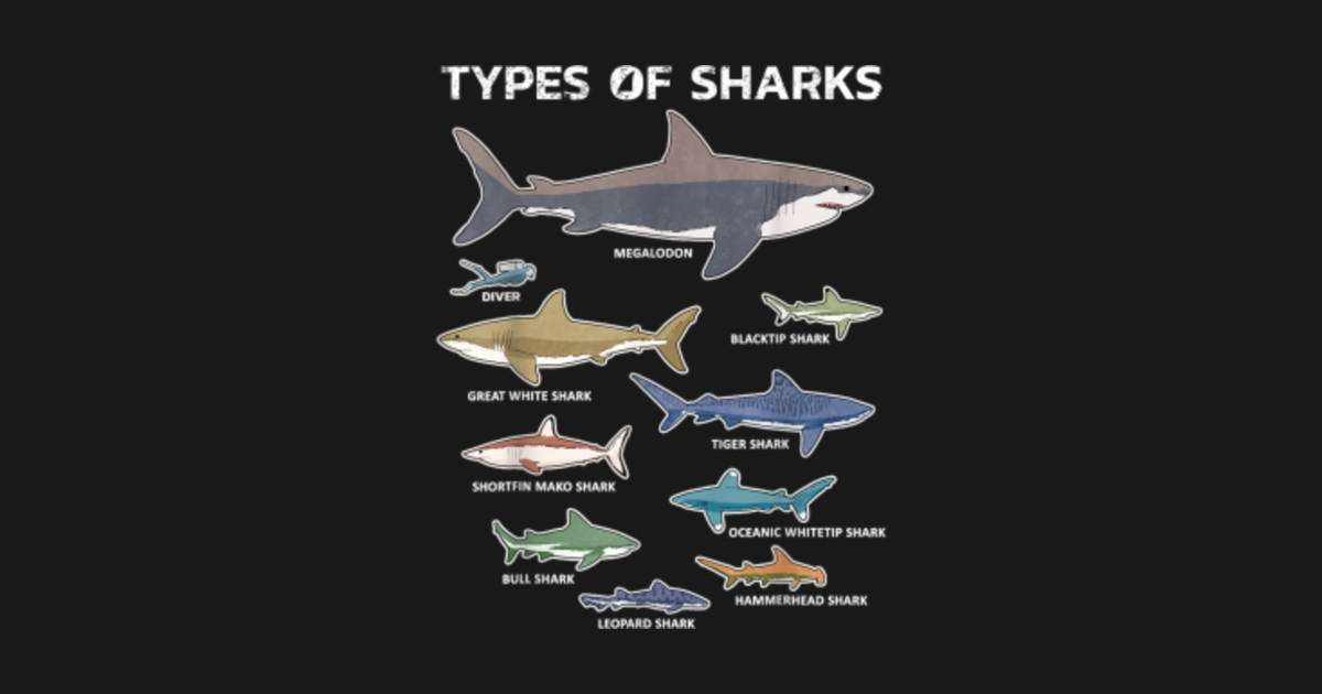 Types Of Shark Identification Shark Faces Tee Marine Biology - Type Of ...