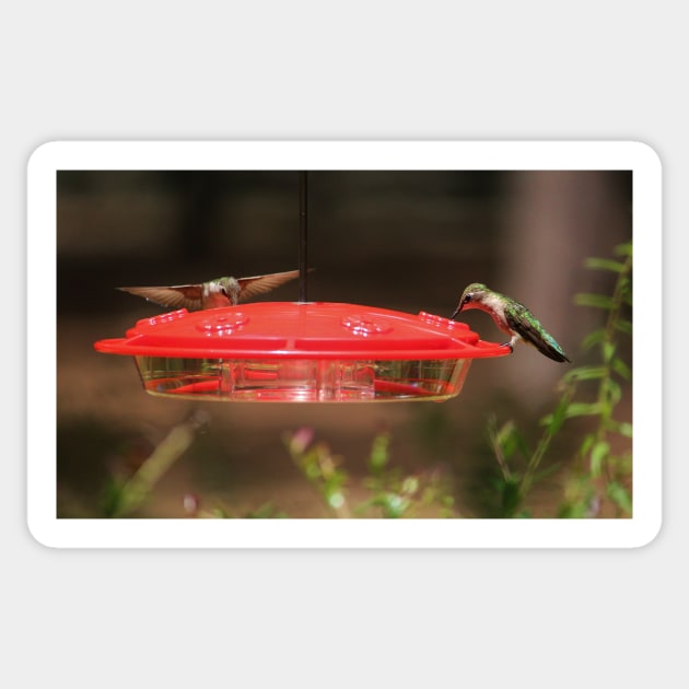 Hummingbirds At Feeder - Ruby Throated Hummingbird - Sticker | TeePublic