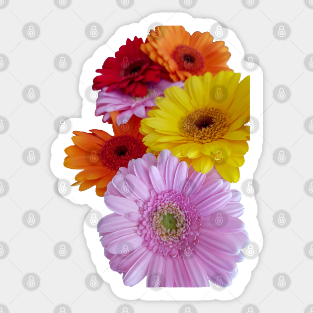 Gerberas Floral Photo - Floral - Sticker | TeePublic