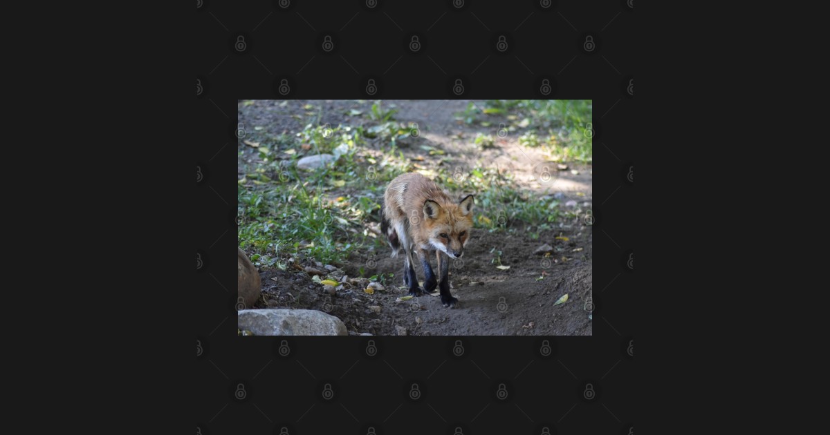 Shedding Red Fox - Fox - T-Shirt | TeePublic