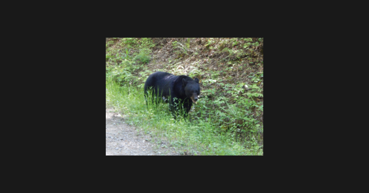 Black Bear - The Great Smoky Mountains - T-Shirt | TeePublic