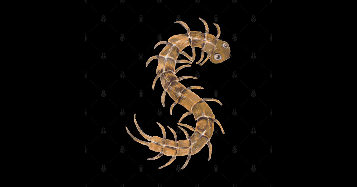 Myriapoda or thousand-legger bug illustration - Thousand Legger ...