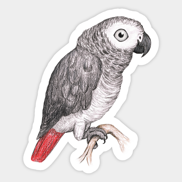 Cute African grey parrot - Parrot - Sticker | TeePublic