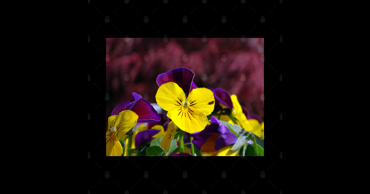 Viola Tricolor - Viola Tricolor - Sticker | TeePublic