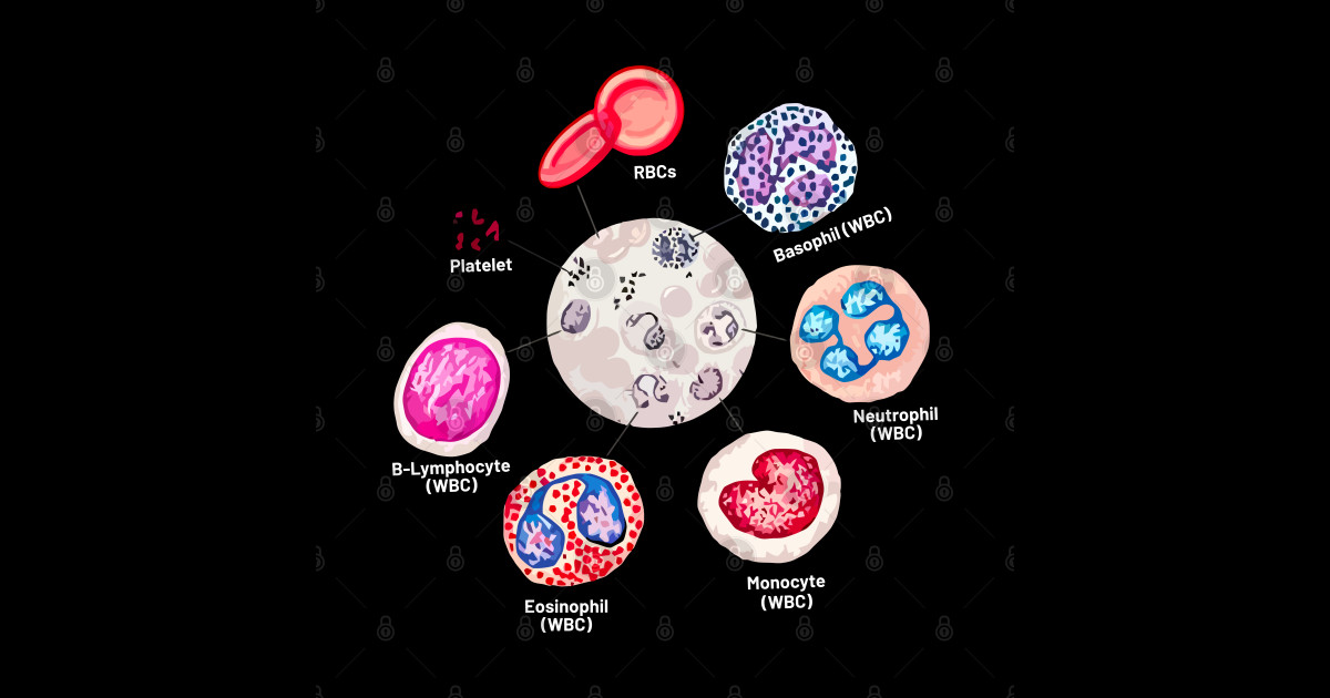 Blood cells. RBCs. WBCs, Basophil, Platelet, thrombocyte, Neutrophil, B ...