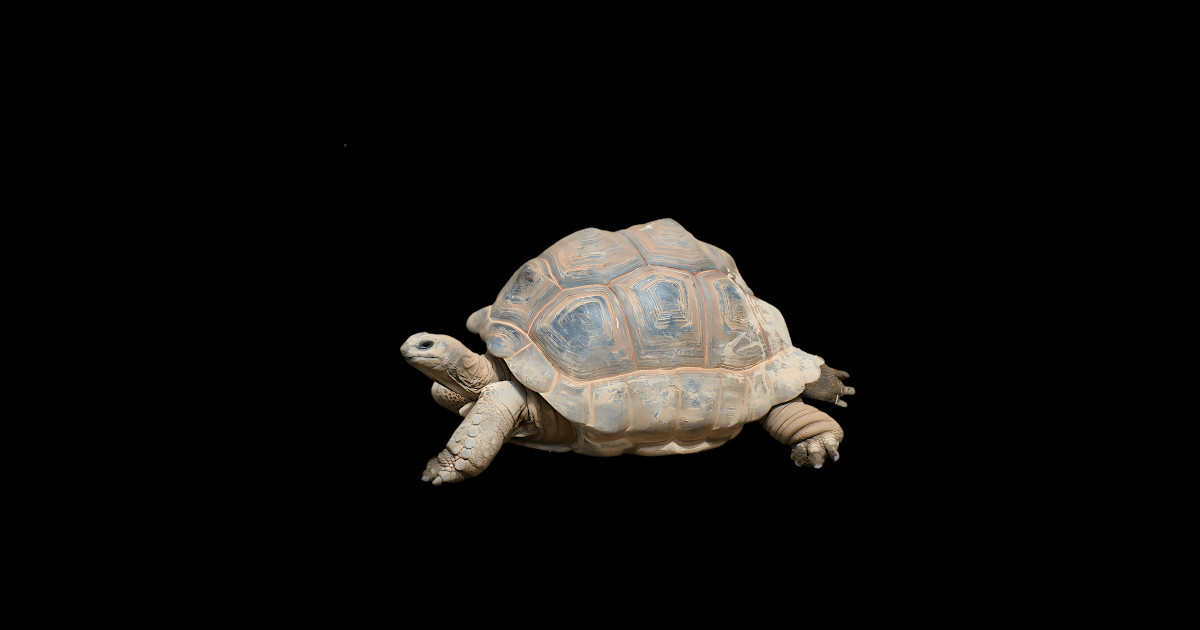 Tortoise Real Photograph Image Nature Animal - Animal Nature ...