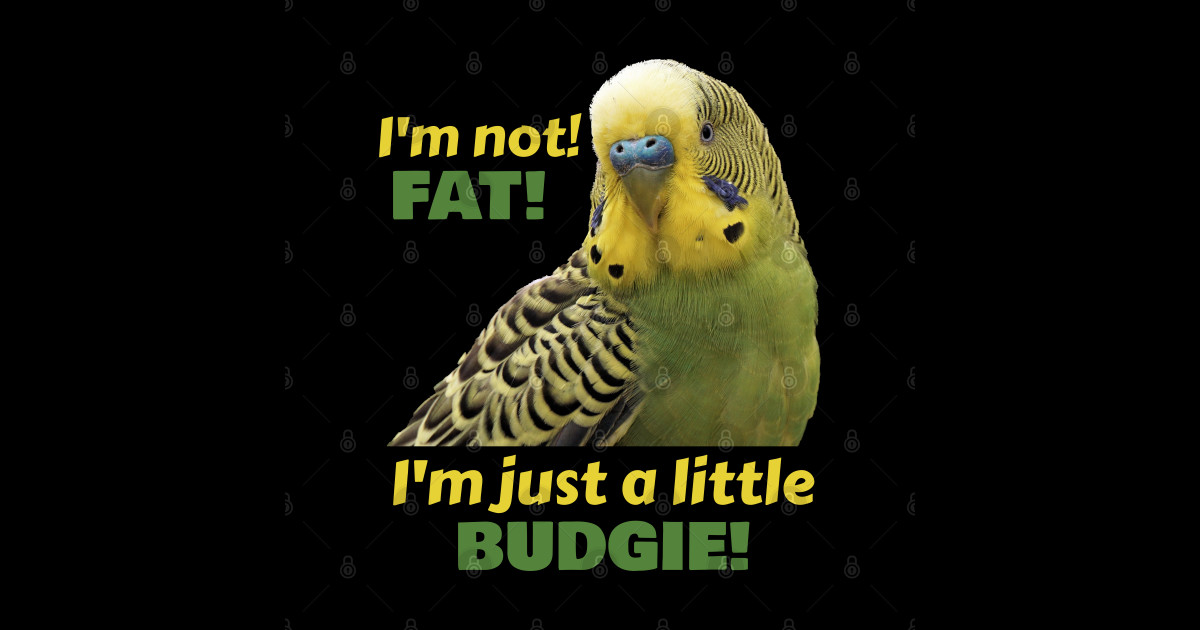 Fat Budgie Parakeet Parrot - Parrot Owner - Posters and Art Prints ...