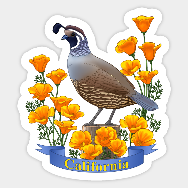 California State Bird Quail and Poppy Flower - Bird - Sticker | TeePublic