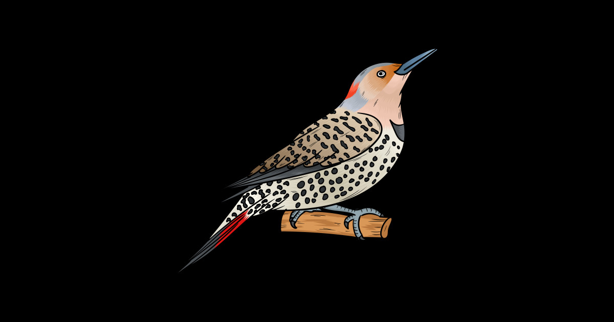Northern flicker bird cartoon illustration - Northern Flicker Bird ...
