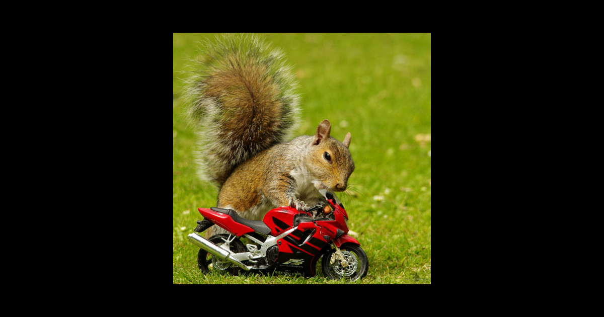 squirrel on motorcycle - Squirrel - Sticker | TeePublic
