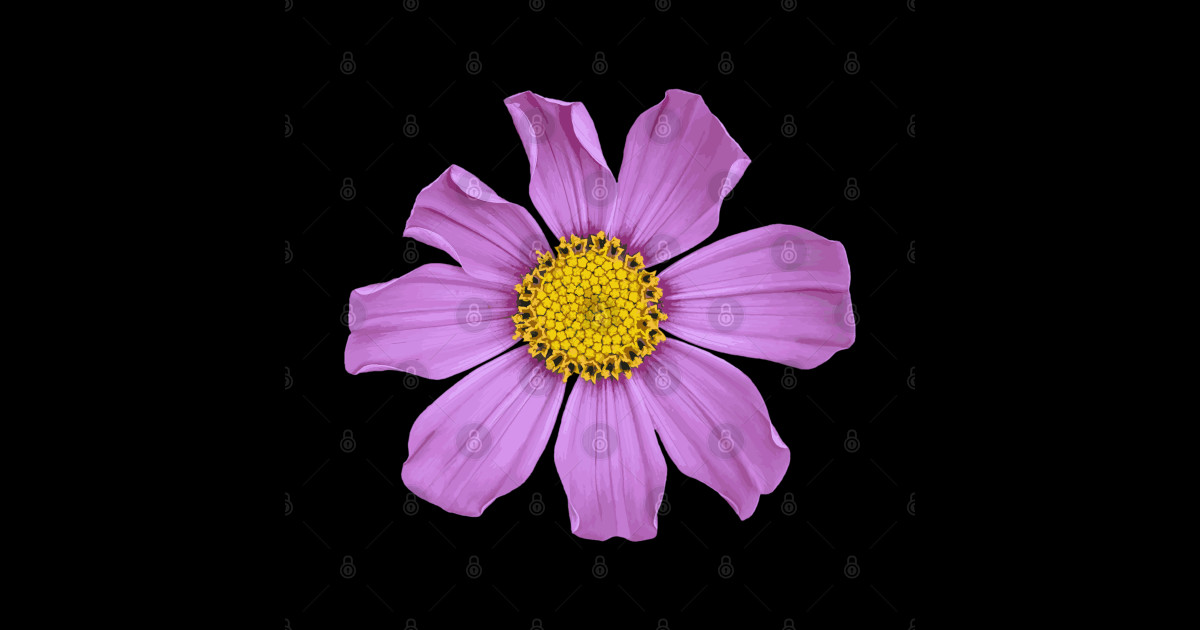 Pink Cosmos Blooming Flower Art - Cosmos Flowers - Sticker | TeePublic