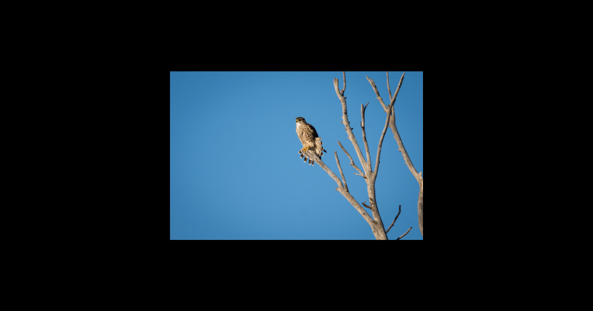 Showing Off Its Fan Tail - Merlin - Posters and Art Prints | TeePublic