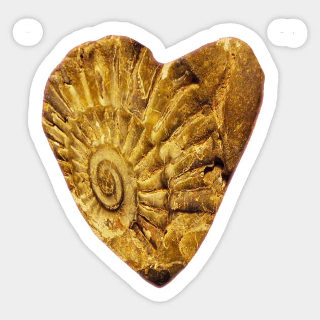 I Love Fossils - Ammonite - Sticker | TeePublic