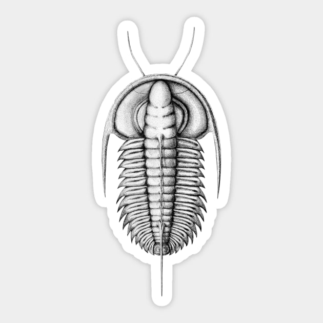 Redlichia, Cambrian Trilobite from Kangaroo Island - Fossil - Sticker ...