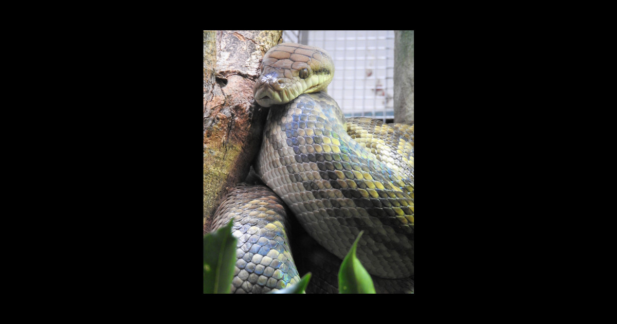 Amethystine Python - Amethystine Python - Sticker | TeePublic