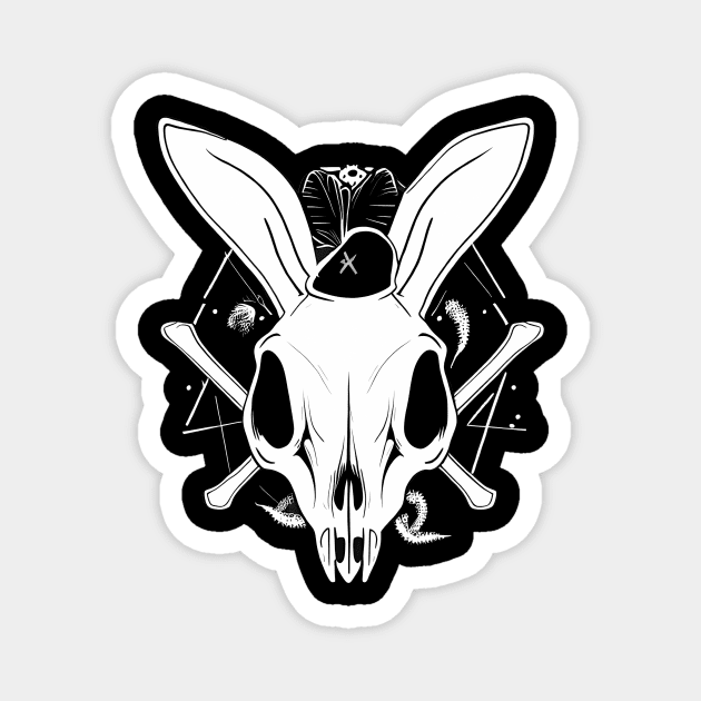 rabbit skull