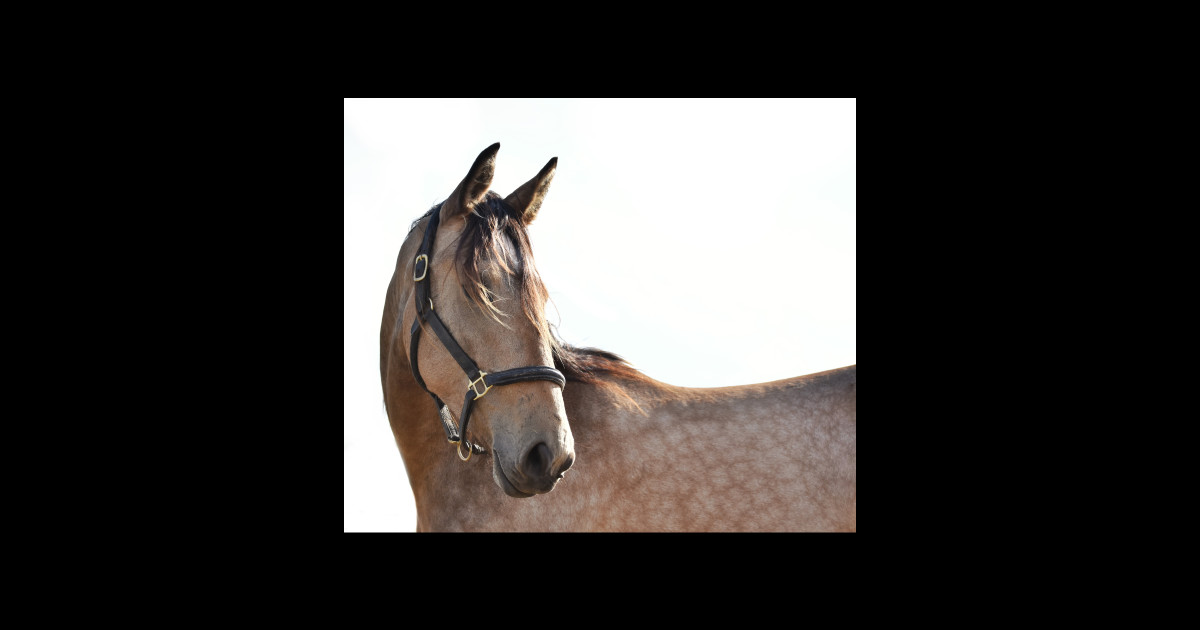 Billie Jean - Appy - Sticker | TeePublic