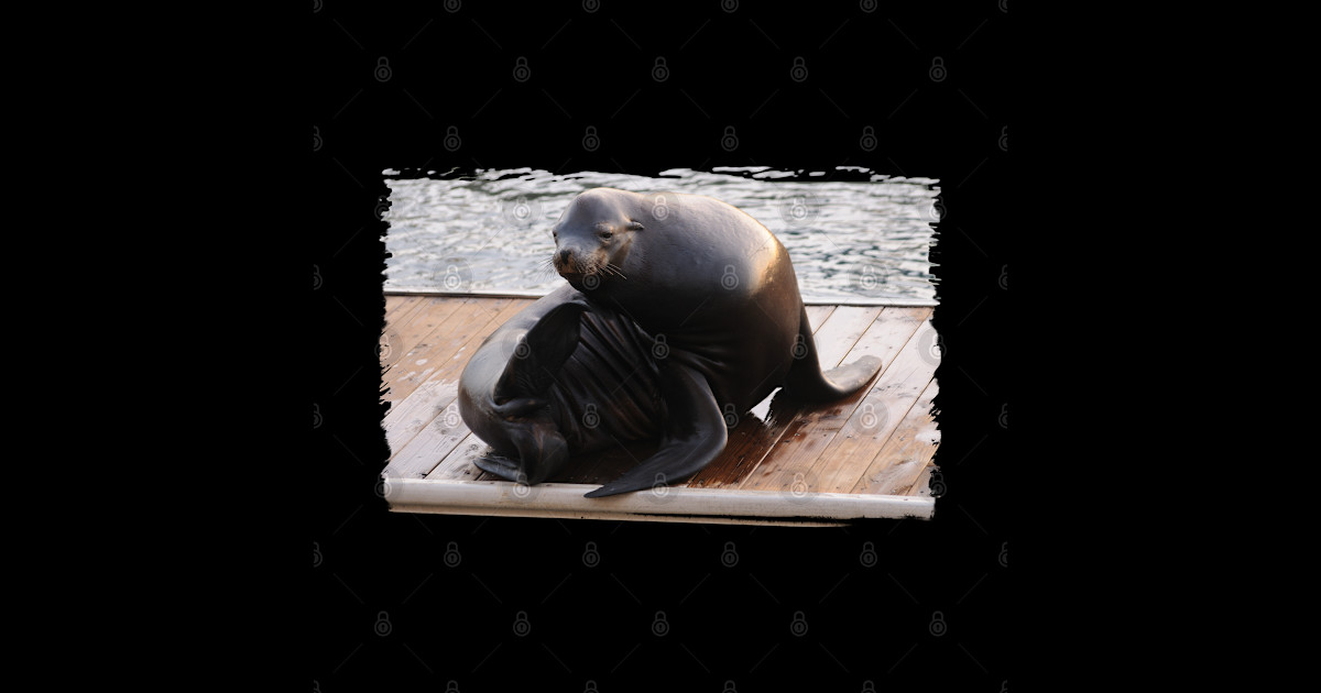 Sea Lion - Cute Little Sea Lion - Sticker | TeePublic