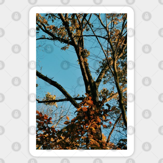 Falling Face-First - Trees - Sticker | TeePublic