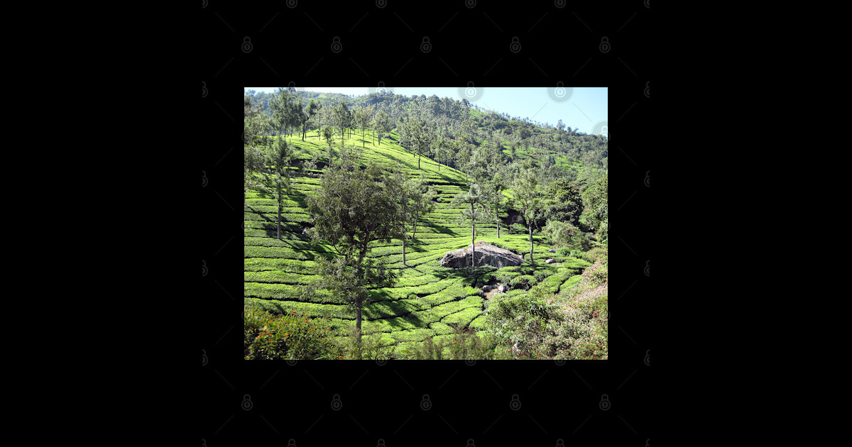 Indian Tea Garden - Ooty - Sticker | TeePublic