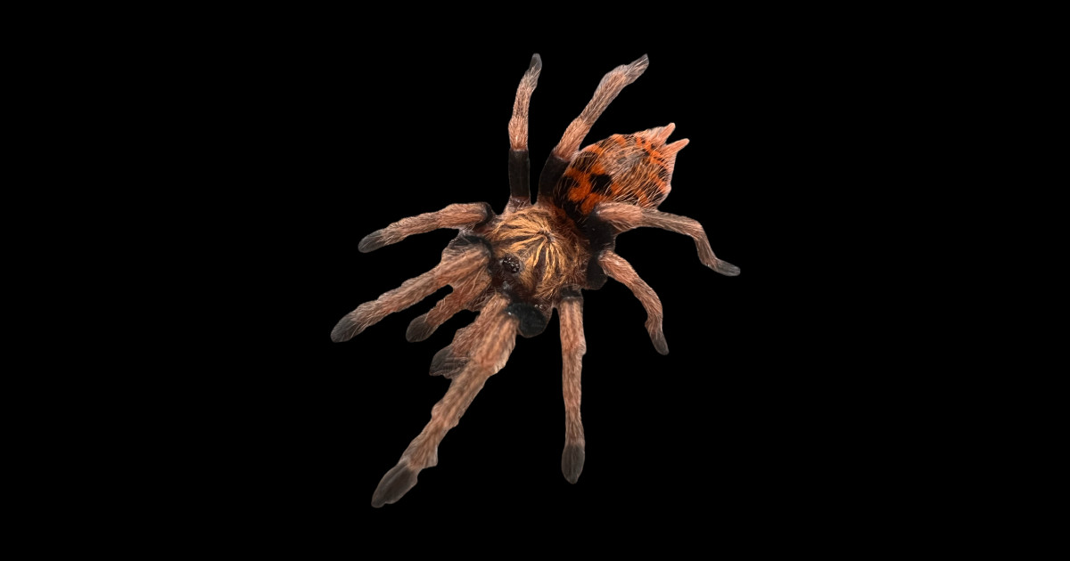 GBB Tarantula Chromatopelma cyaneopubescens - Gbb Tarantula - Sticker ...