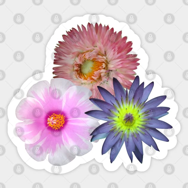 Tri-Color Flower - Flowers - Sticker | TeePublic