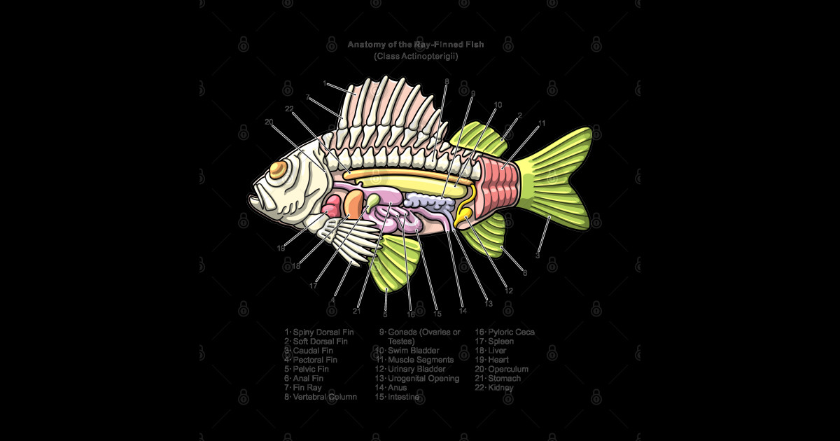 Fish anatomy, Ichthyology anatomy diagram - Fish Anatomy - Sticker ...