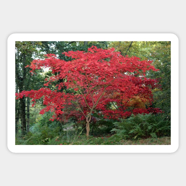 Red Maple Tree - Autumn - Sticker | TeePublic