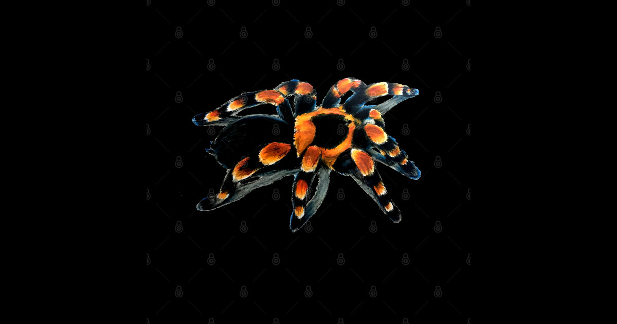 Mexican Red Knee Tarantula - Tarantula - Sticker | TeePublic