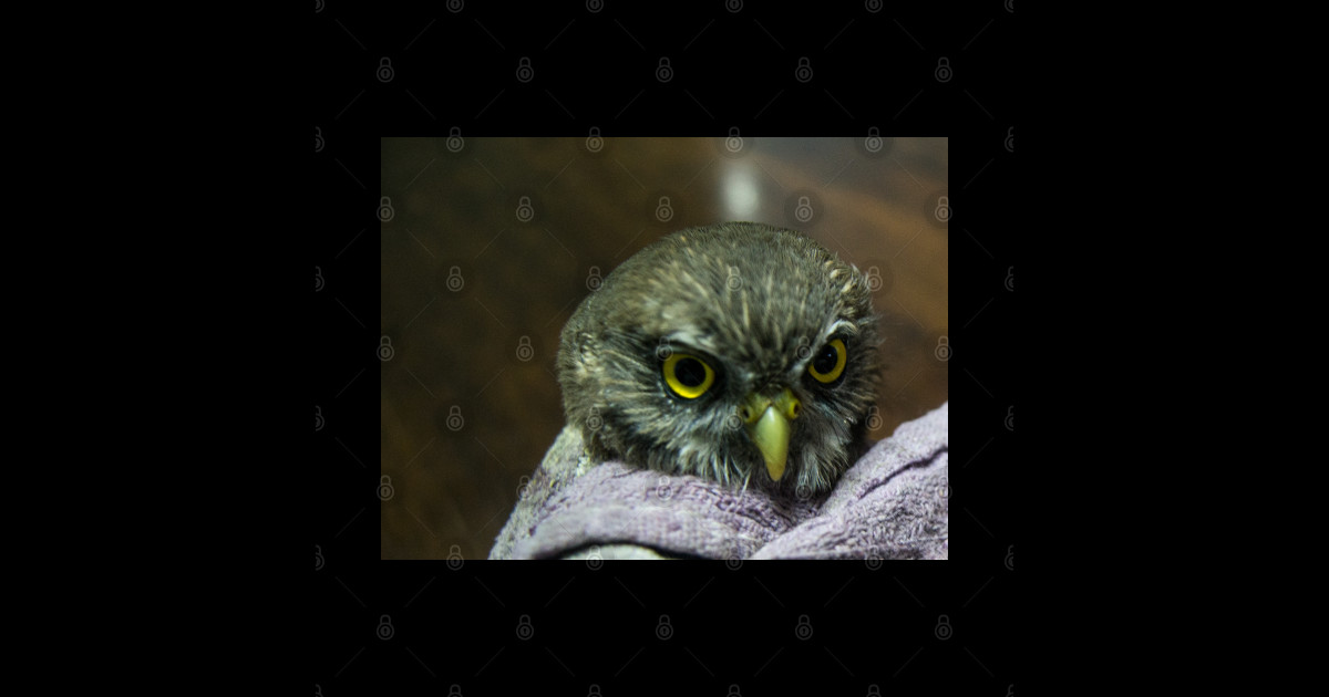 llb baby - Owl - Sticker | TeePublic