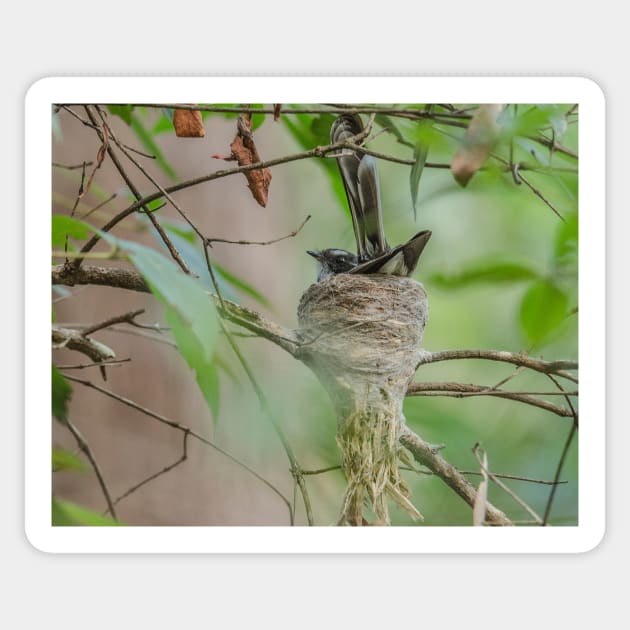 Fantail in nest - Fantail - Sticker | TeePublic