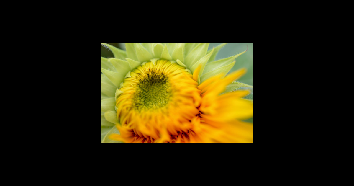 sunflower morph - Sun - Sticker | TeePublic