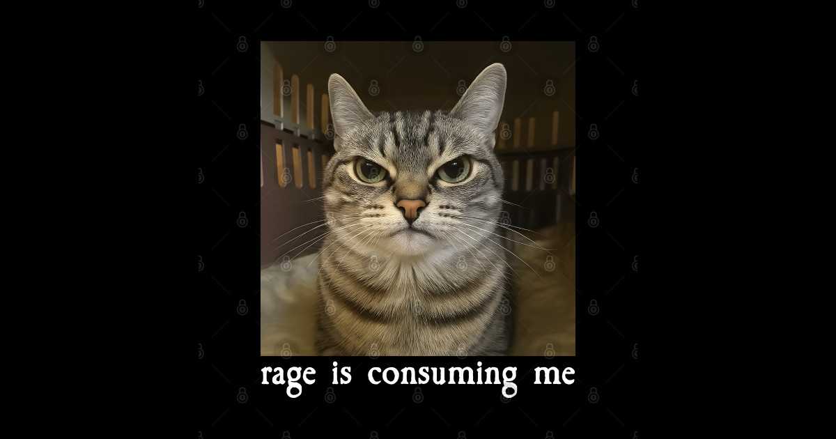 Rage Is Consuming Me Silly Staring Cat Meme - Rage Is Consuming Me ...