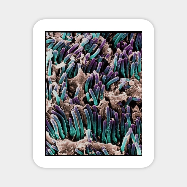 Coloured SEM of rod cells in the retina of the eye (P424/0124 ...